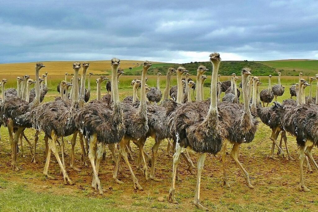 14 Burung Terbesar di Dunia: Dari Pemburu Langit hingga Raksasa Darat ...