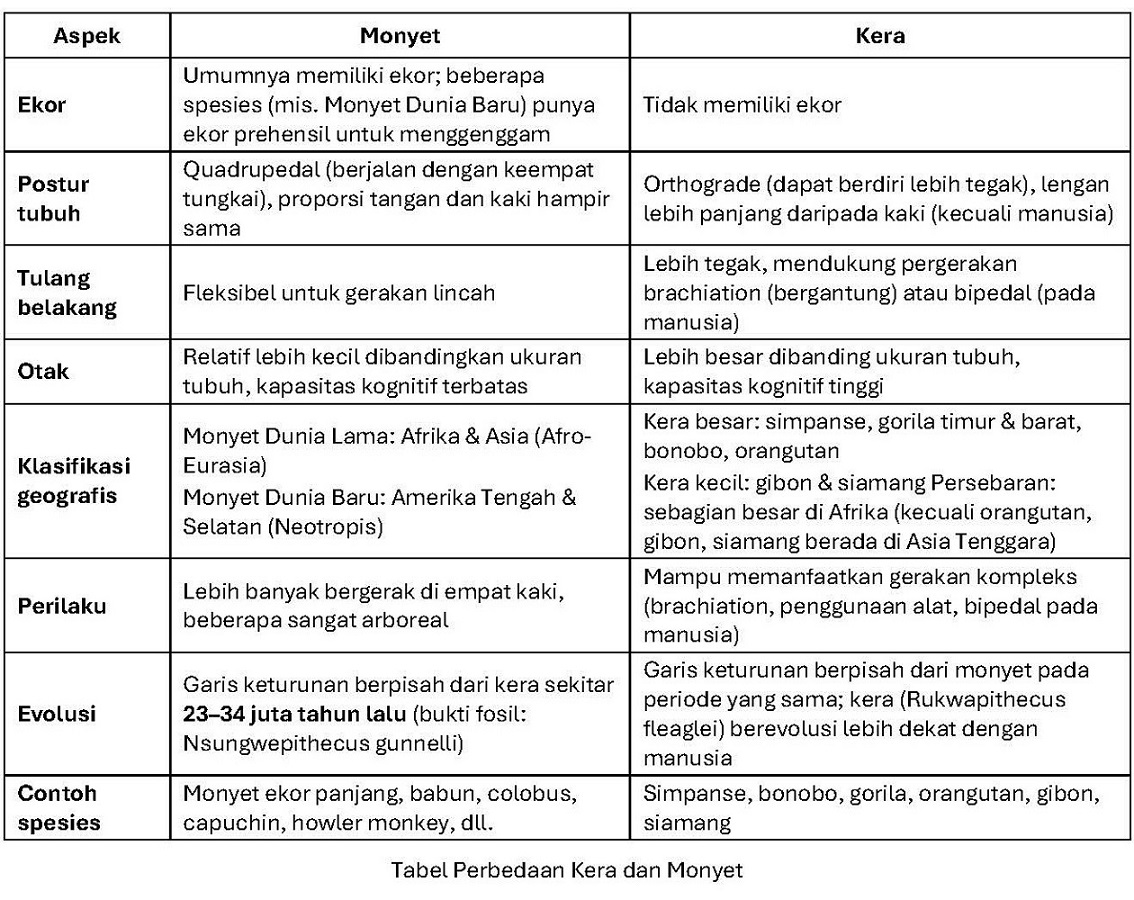 Apa Perbedaan Antara Kera dan Monyet? - DESANOMIA